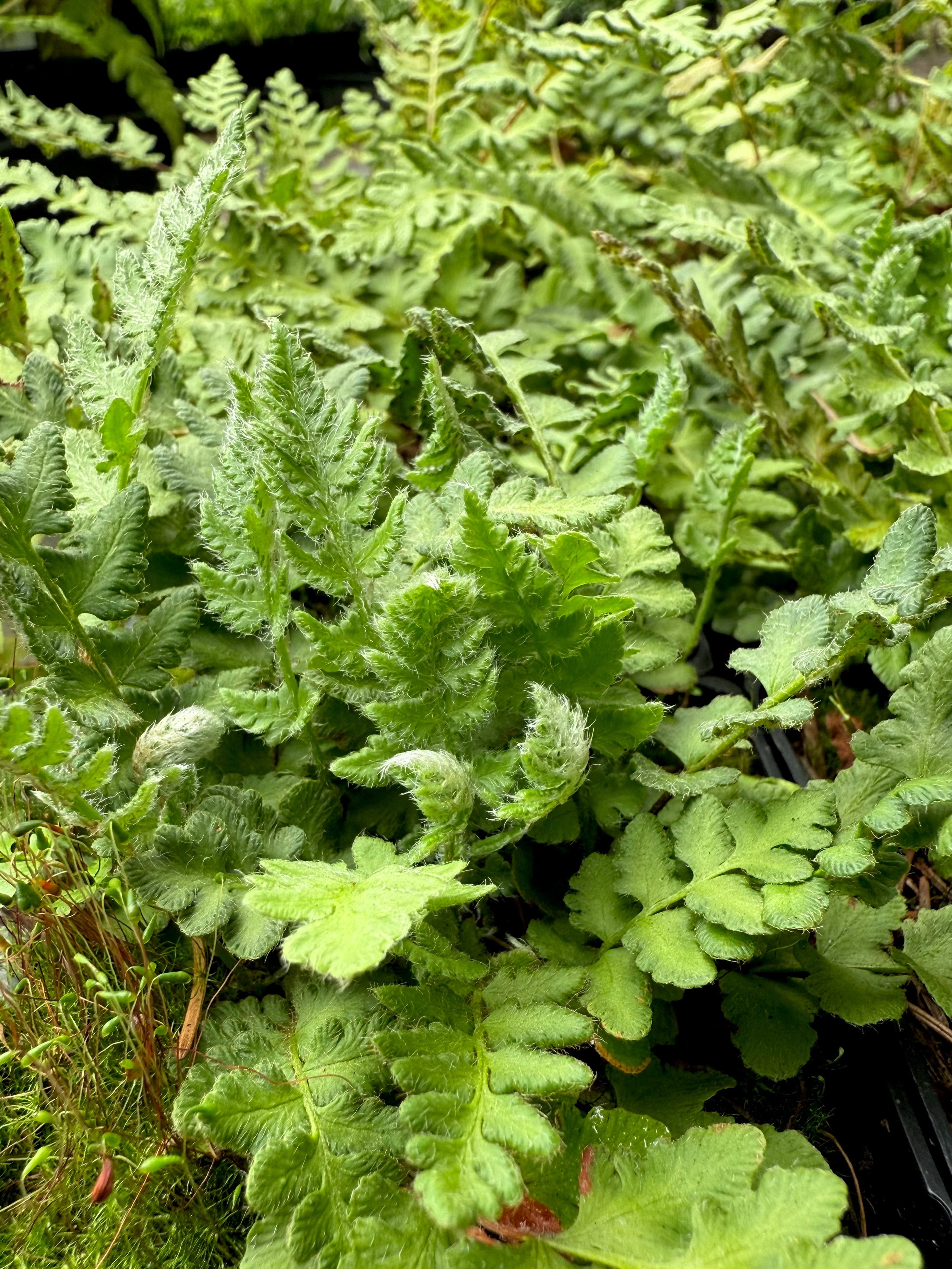 Woodsia subcordata / Cliff fern – Hardy Fern Foundation Online Catalog Sale