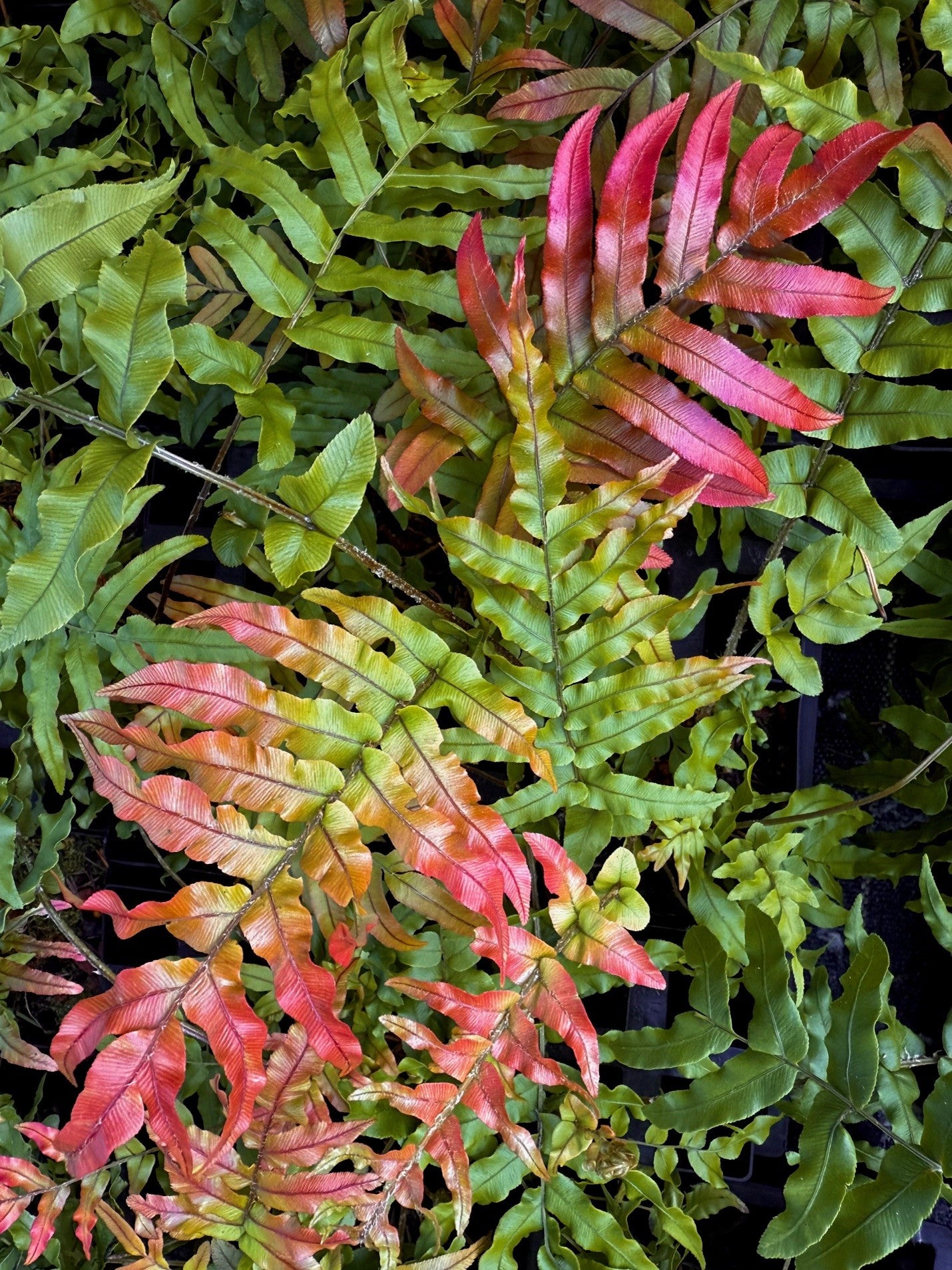 Parablechnum novae-zelandiae / Kiokio, palm leaf fern – Hardy Fern ...