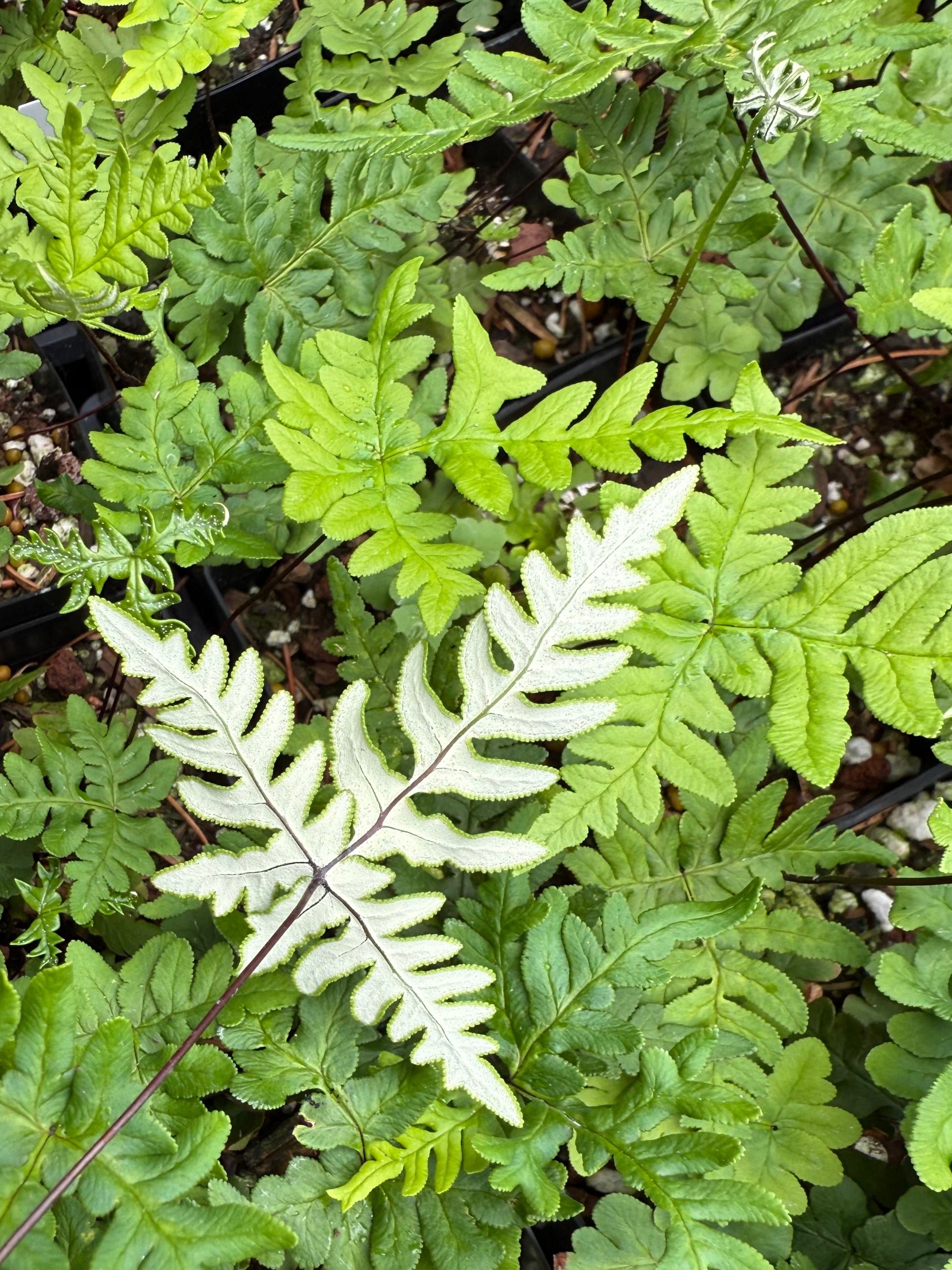 Aleuritopteris argentea / Silver cloak fern – Hardy Fern Foundation ...